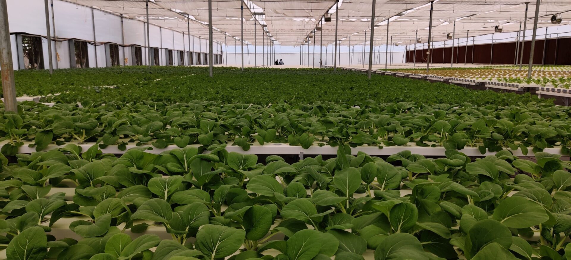 Reduce Waste Generation – Maldivian Mermaid