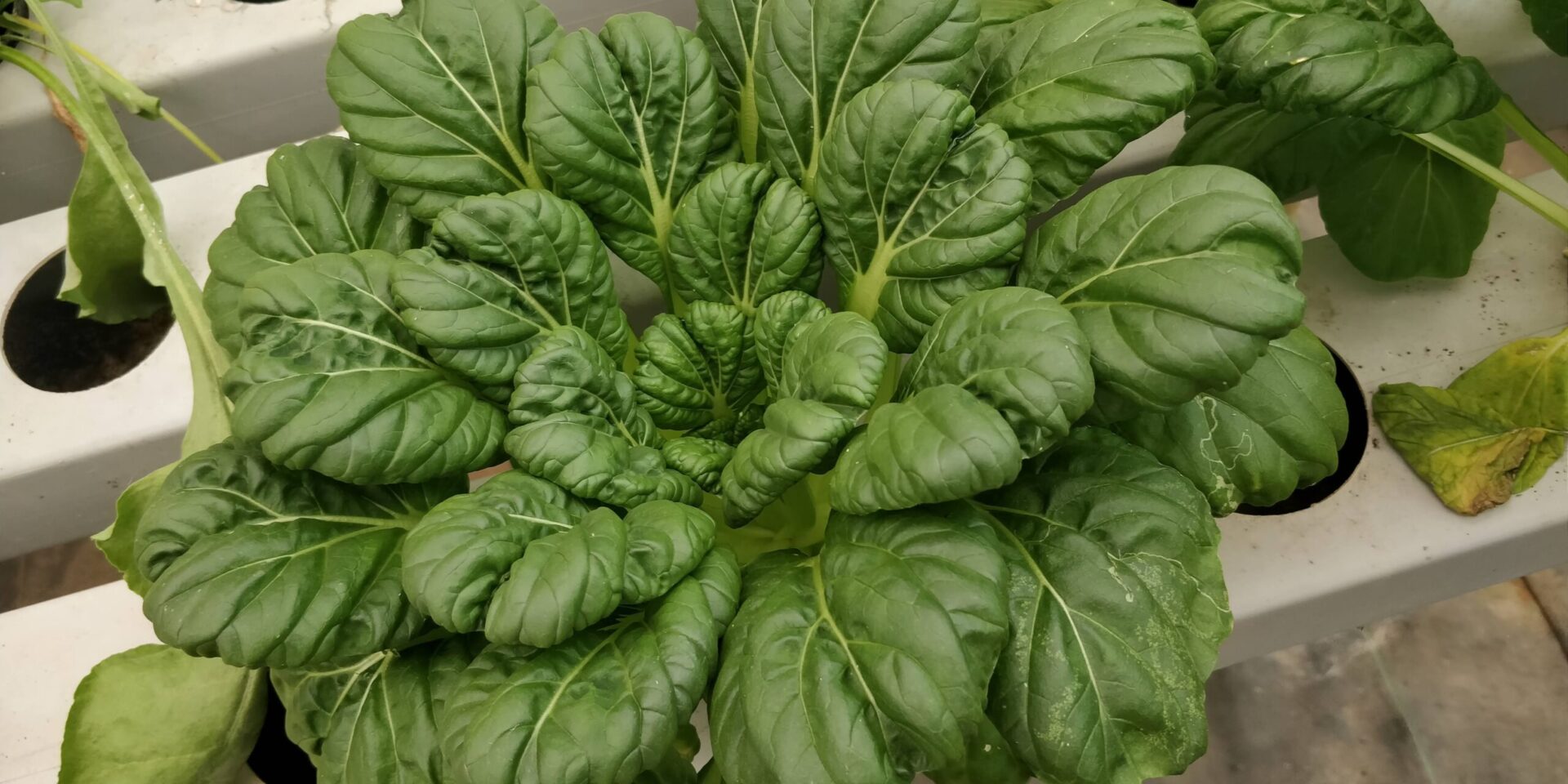 Promote Local Production – Maldivian Mermaid