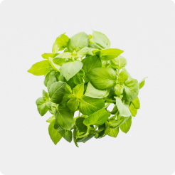 Catalog – Maldivian Mermaid