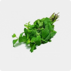 Catalog – Maldivian Mermaid