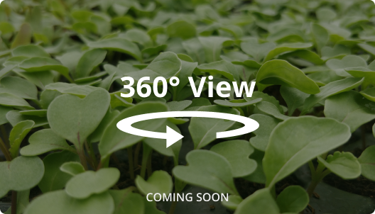 Gallery – Maldivian Mermaid